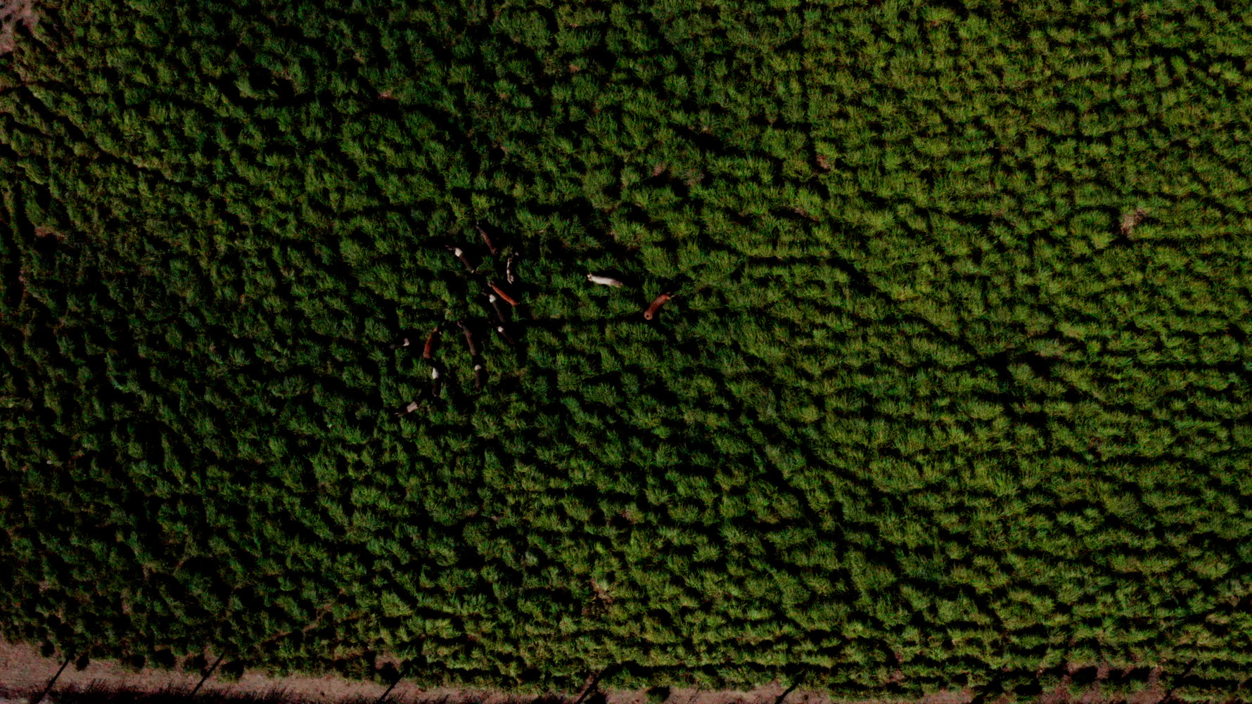 Poaka Free Wild Farmed Free Range Pork – Poaka New Zealand Ltd