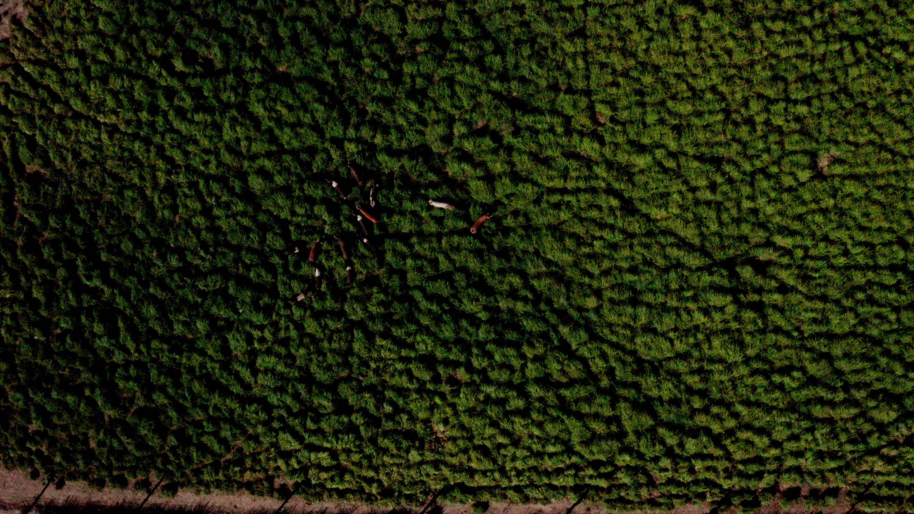 Poaka Free Wild Farmed Free Range Pork – Poaka New Zealand Ltd